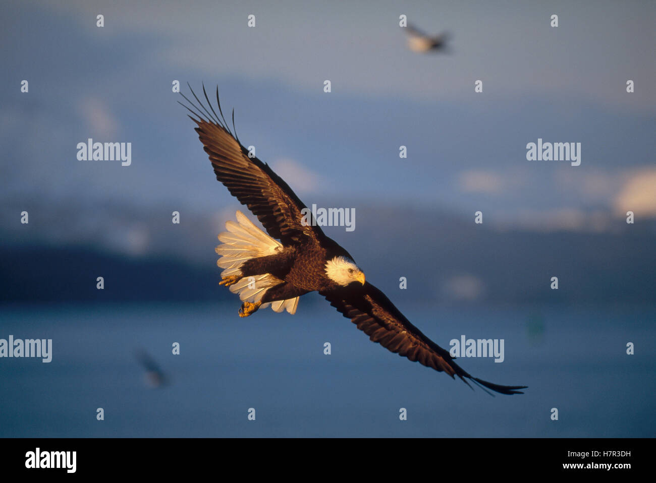 Bald Eagle (Haliaeetus leucocephalus) flying, Homer, Alaska Stock Photo ...