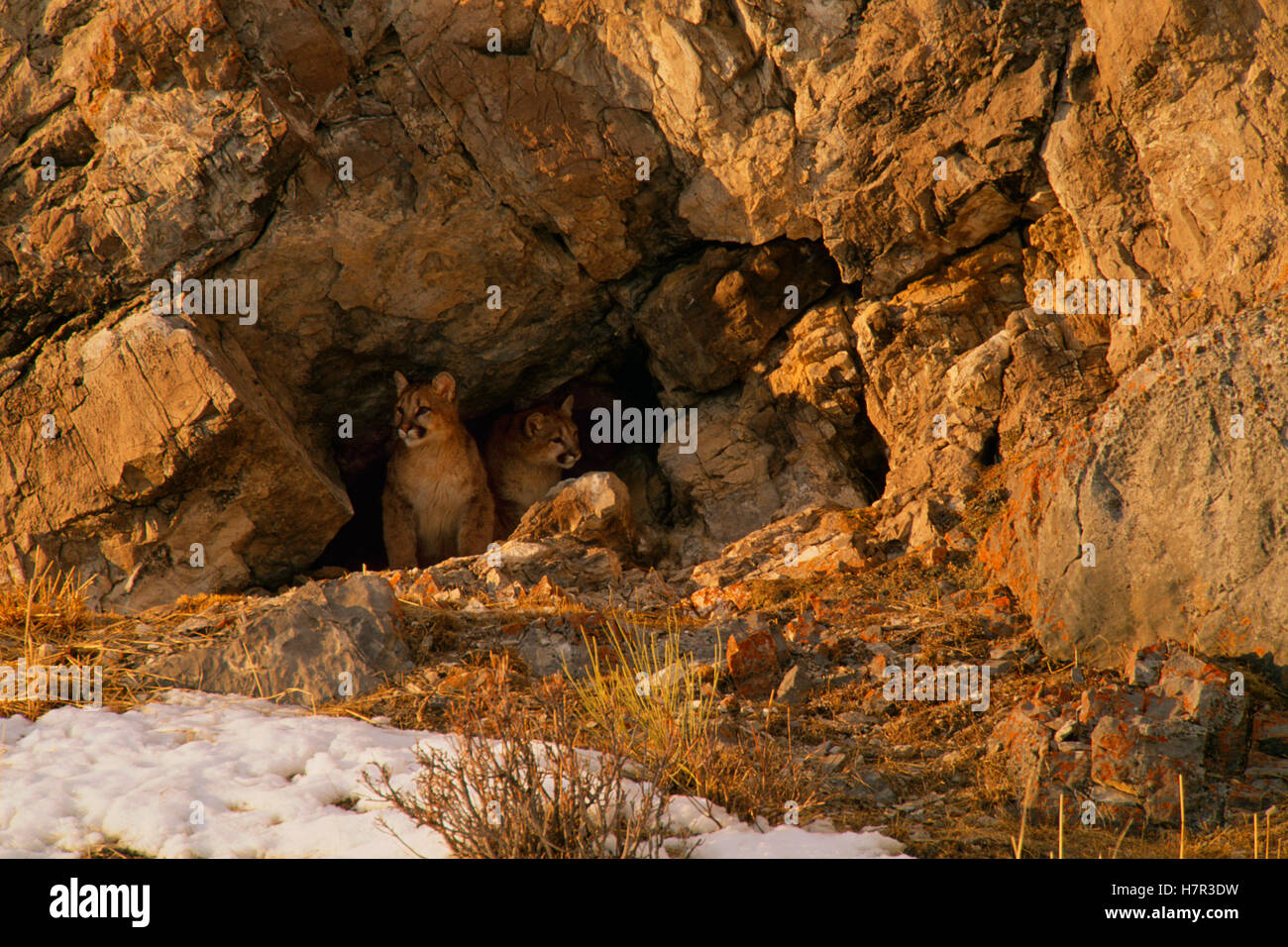 Mountain Lion (Puma concolor) cubs, male and female, in den, Miller ...