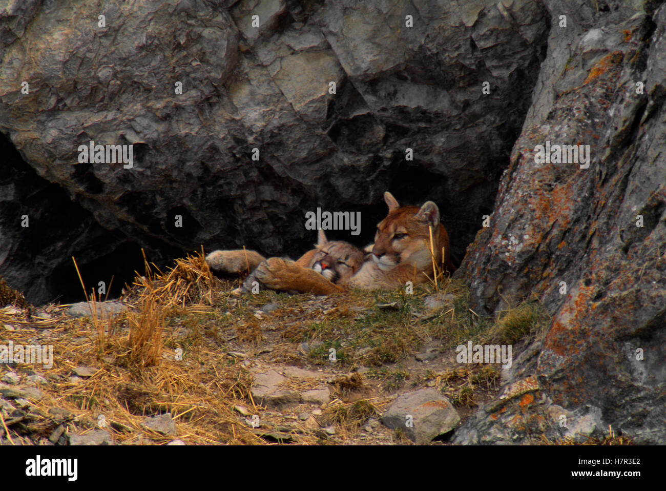 Mountain Lion (Puma concolor) mother and sleeping cub at den entrance ...