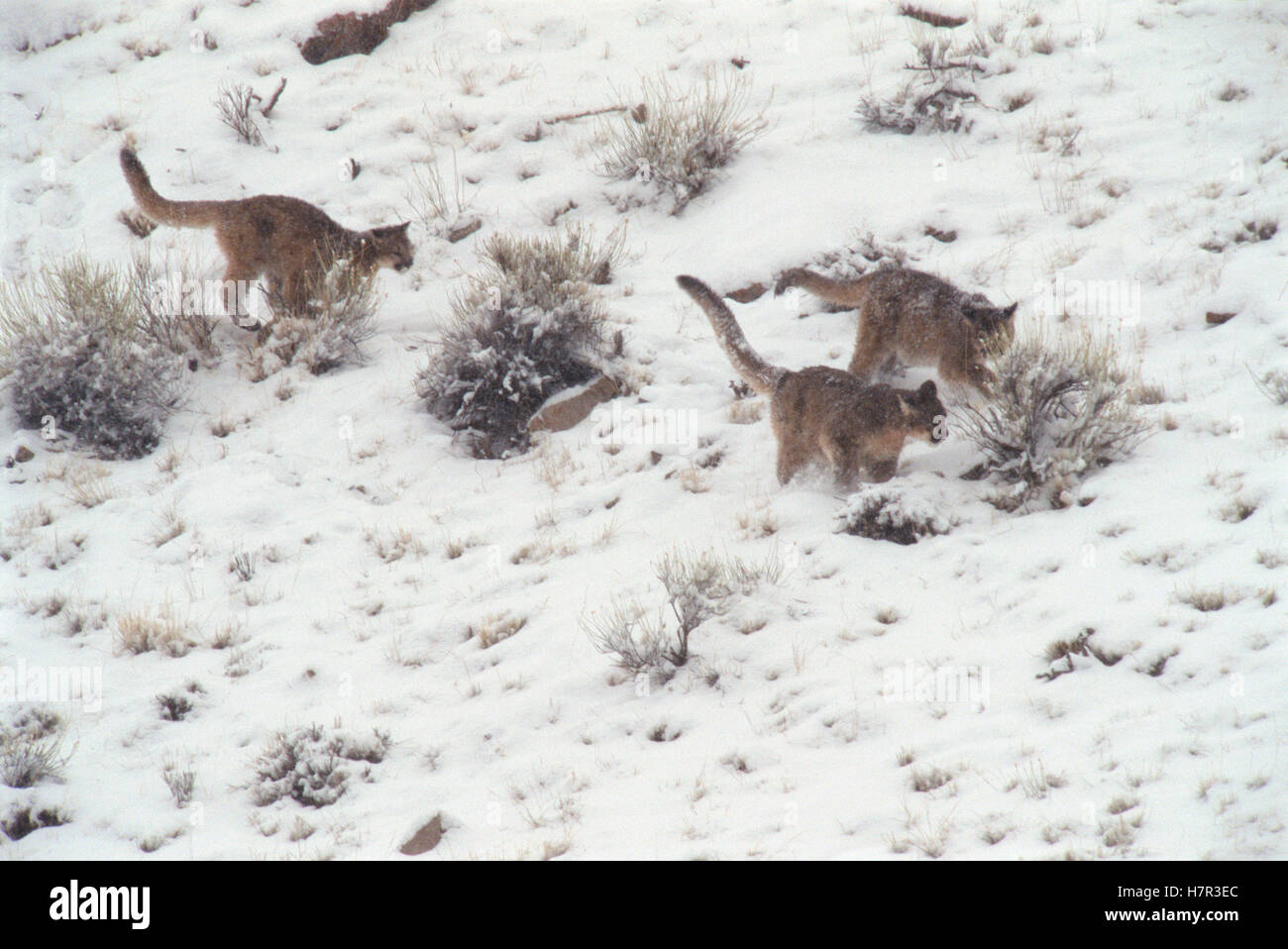 Mountain Lion (Puma concolor) cubs running, National Elk Refuge ...