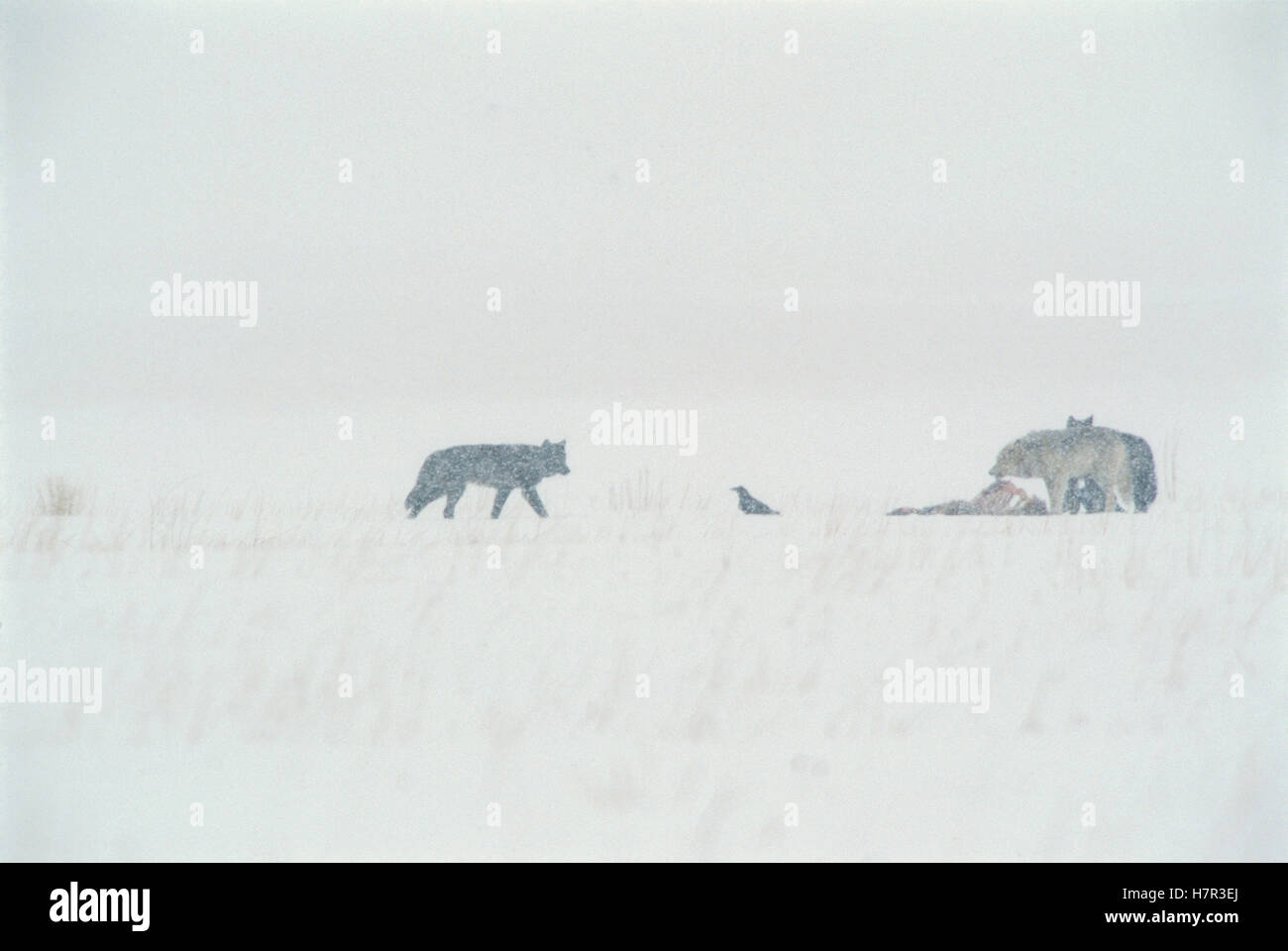 Timber Wolf (Canis lupus) group and Common Raven (Corvus corax) feed on ...