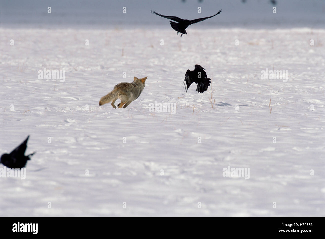 Coyote (Canis latrans) chasing Common Raven (Corvus corax) group ...
