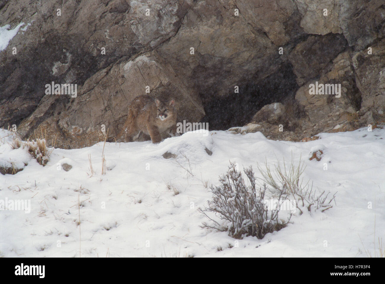 Mountain Lion (Puma concolor) cub venturing out of den, Miller Butte ...