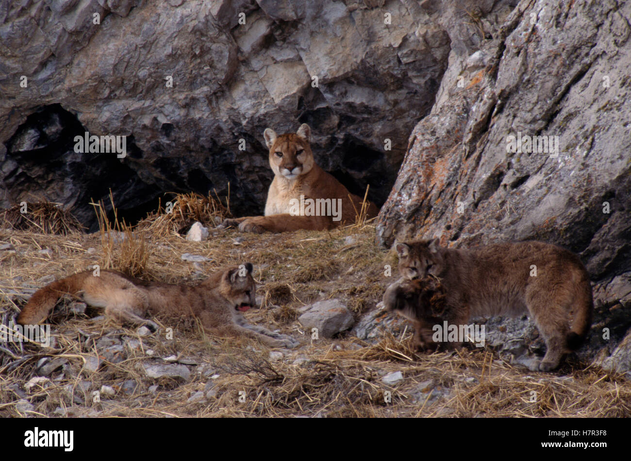 Mountain Lion (Puma concolor) mother watching two cubs playing with Elk ...