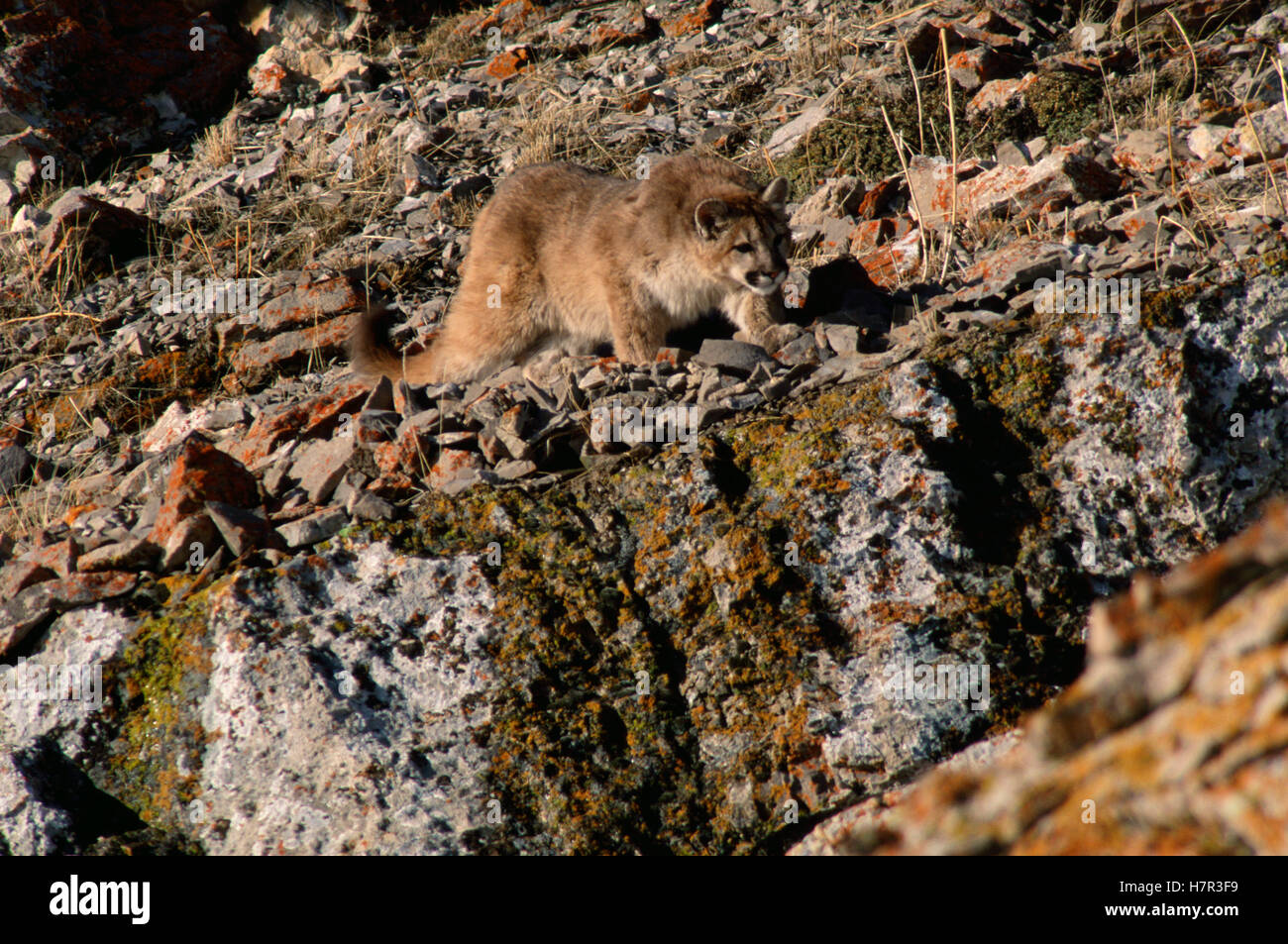 Mountain Lion (Puma concolor) cub stalking birds, Miller Butte ...
