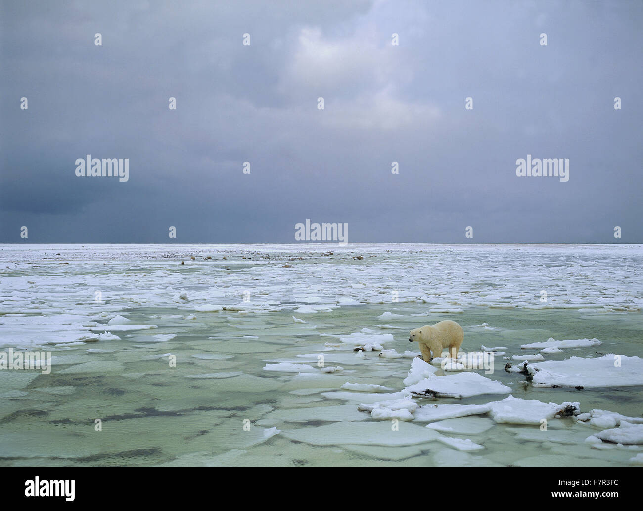 Polar Bear (Ursus maritimus) male on broken ice, Wapusk National Park ...