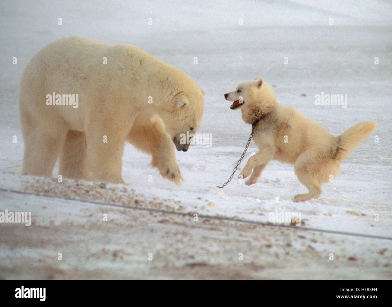 Polar Bear (Ursus maritimus) investigating chained sled dog, Churchill ...