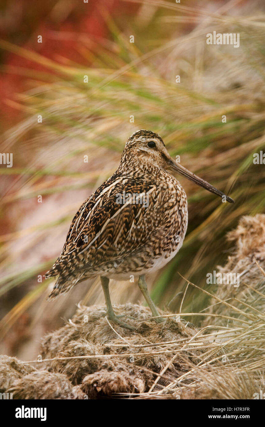 Magellanic Snipe (Gallinago magellanica) portrait, Carcass Island, Falkland Islands Stock Photo ...