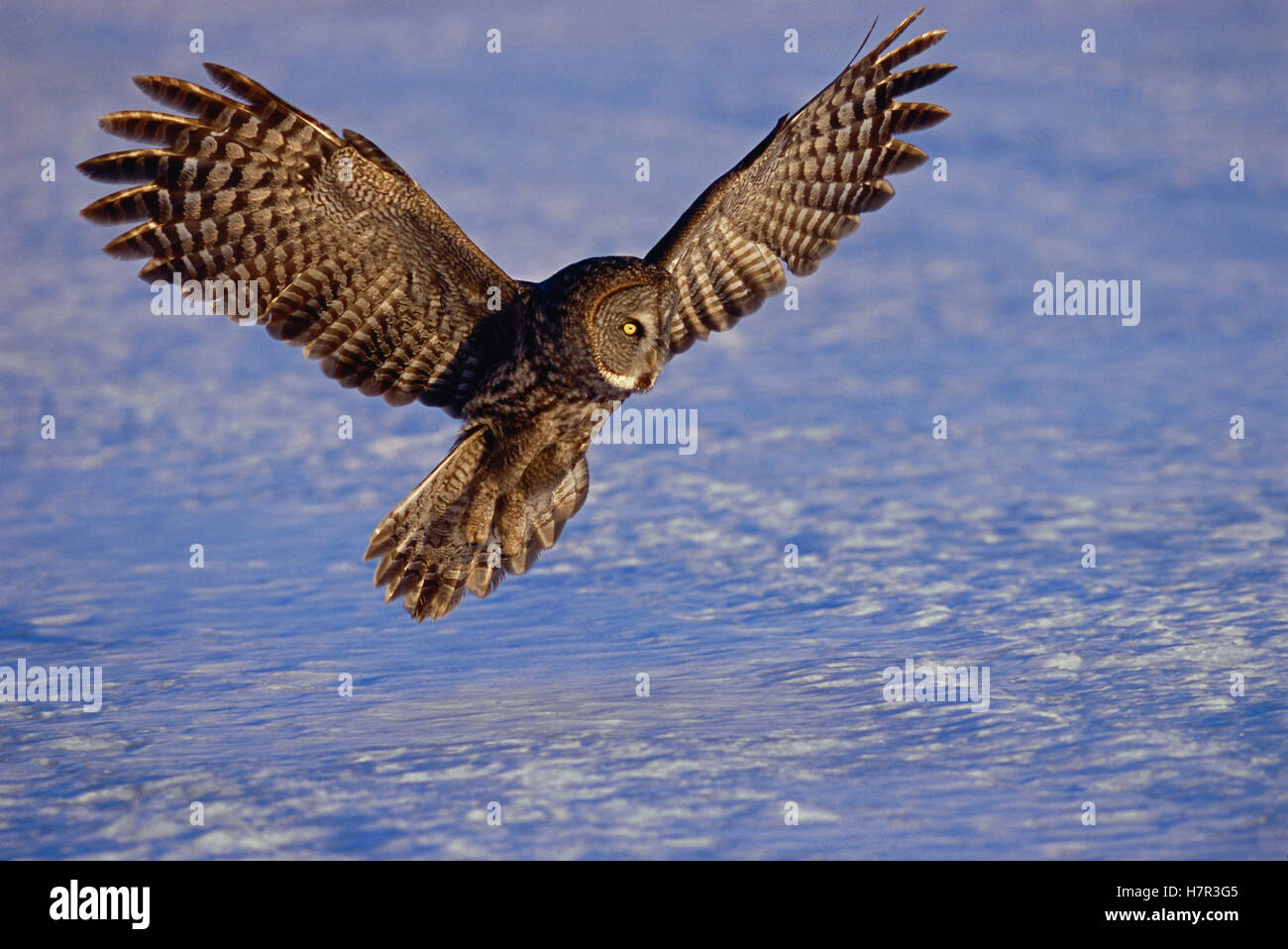 Great Gray Owl (Strix nebulosa) swooping down for its prey, Northern ...