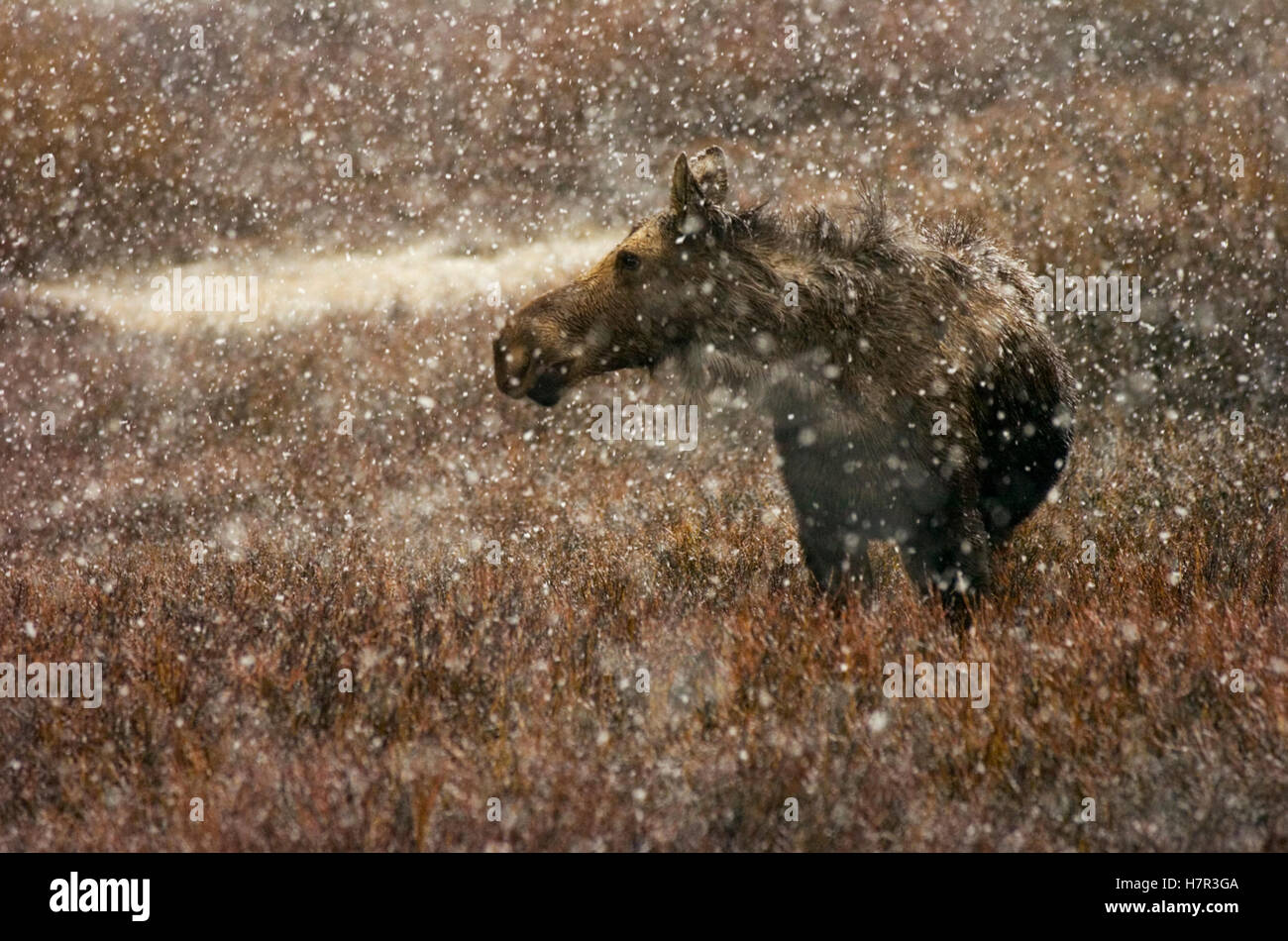 Moose (Alces alces shirasi) female standing in a snow storm, Grand ...