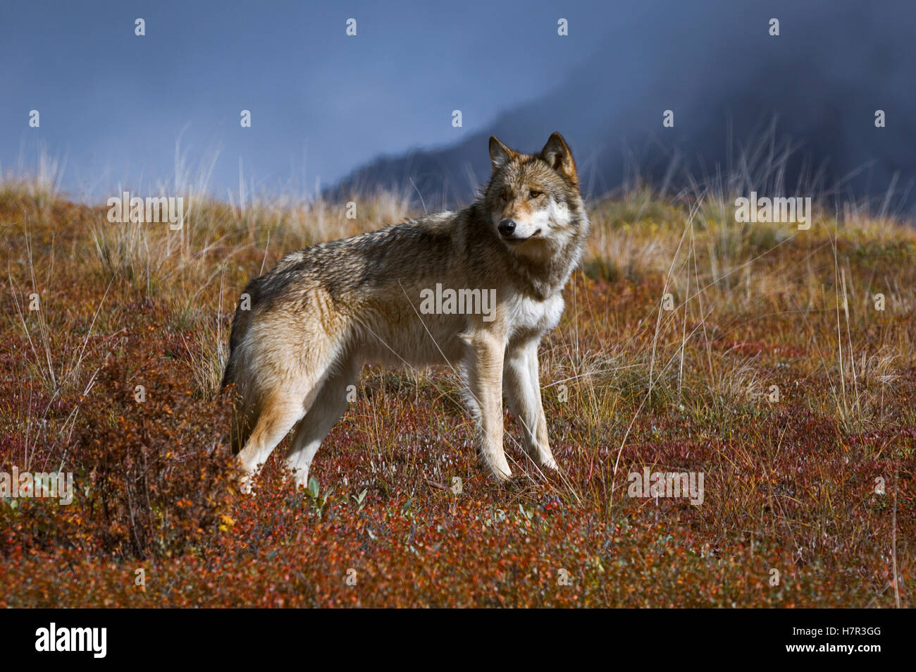 Gray Wolf (Canis lupus) surveying the tundra, Denali National Park ...