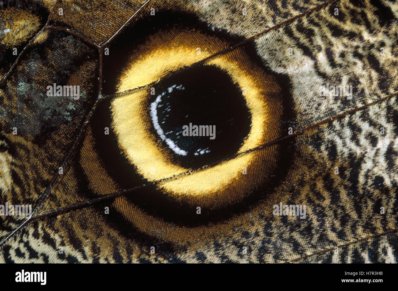 Forest Giant-Owl (Caligo eurilochus) butterfly wing showing eye-mark ...