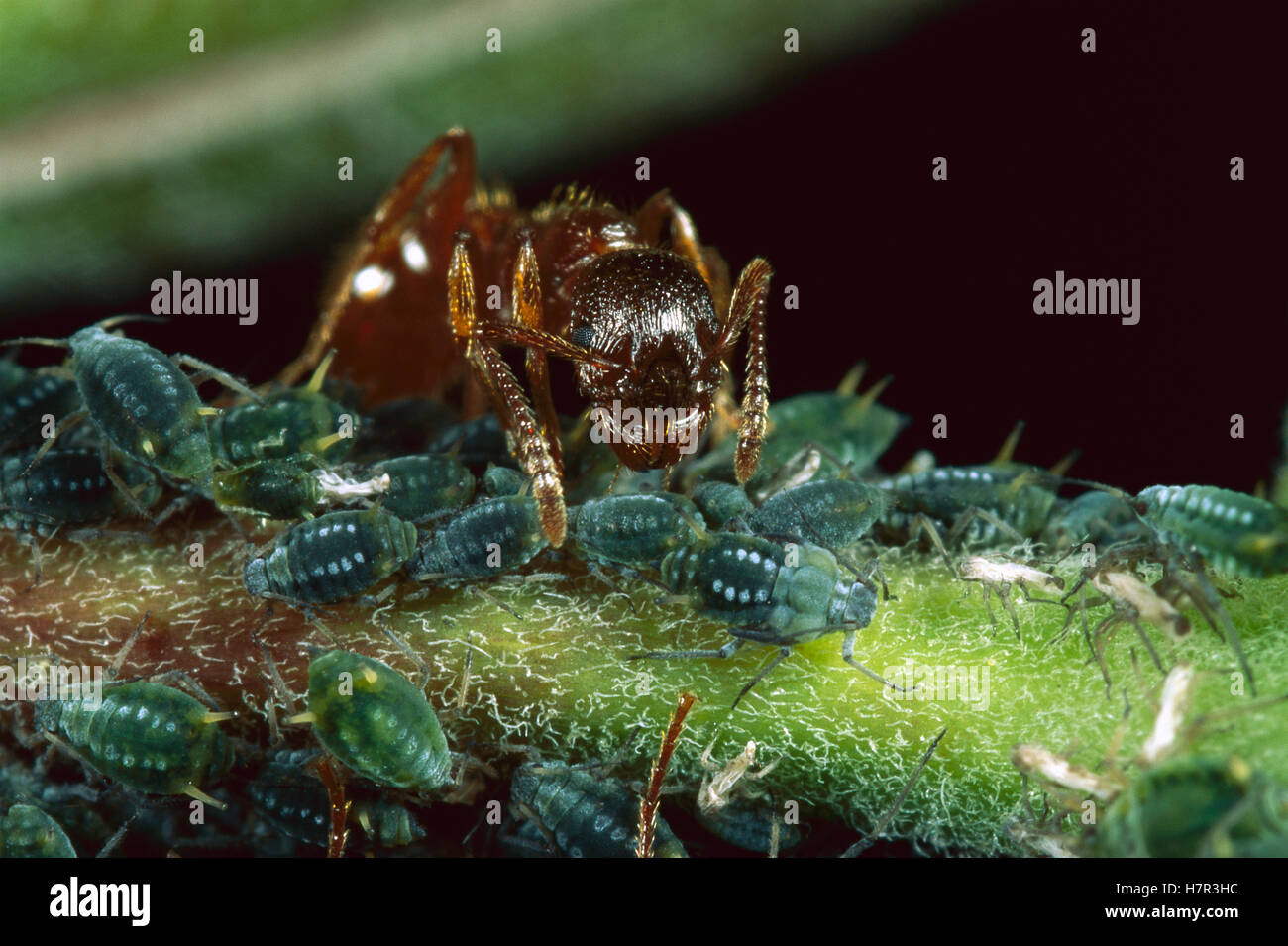 Ants and aphid mutualism, ants protect aphids which provide sweet plant ...
