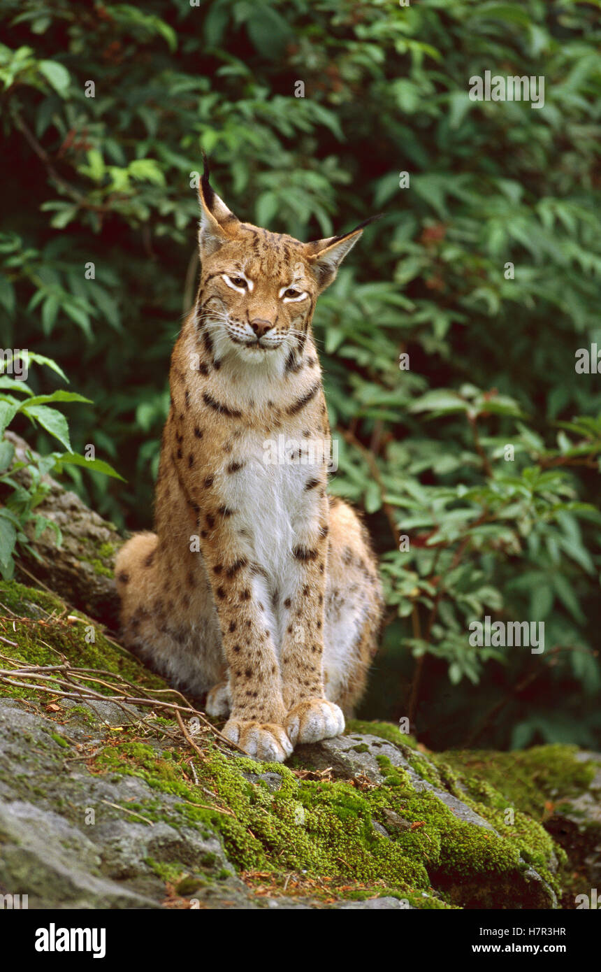 Eurasian Lynx (Lynx lynx), Europe Stock Photo - Alamy