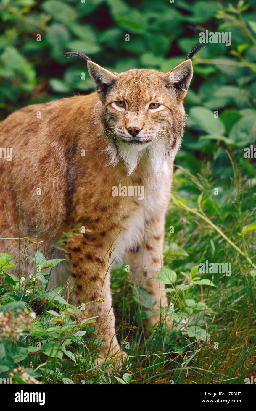 Eurasian Lynx (Lynx lynx), Europe Stock Photo - Alamy