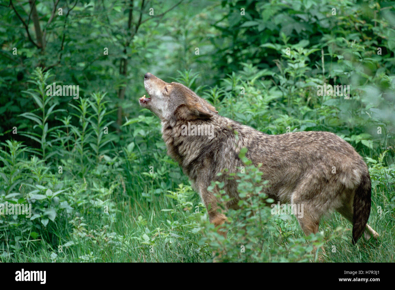 European Wolf (Canis lupus) howling, Germany Stock Photo - Alamy