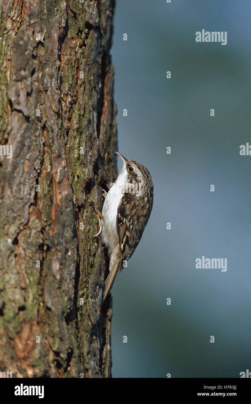 Short toed tree creeper hi-res stock photography and images - Alamy