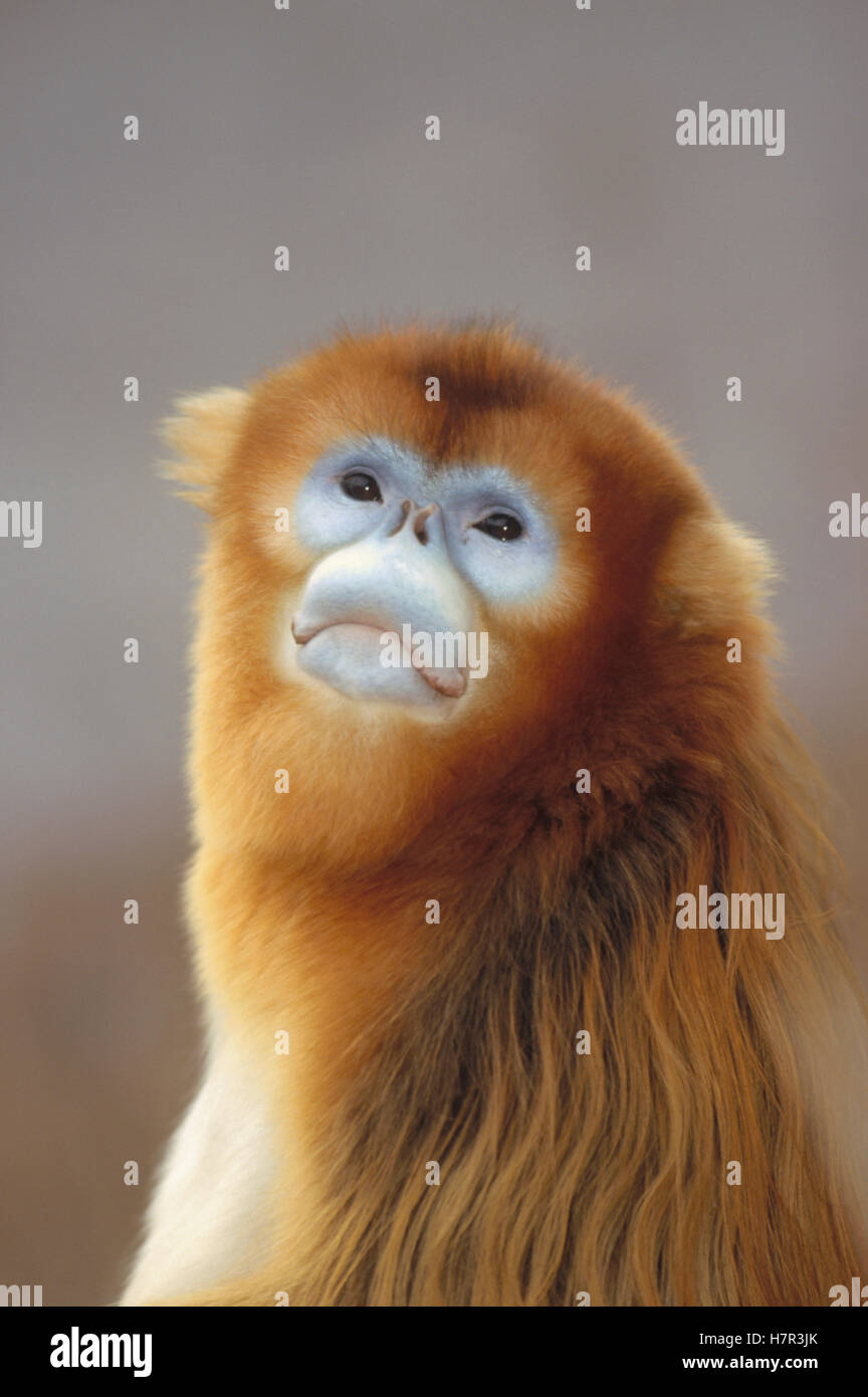 Golden Snub-nosed Monkey (Rhinopithecus roxellana), Wildlife Safari ...