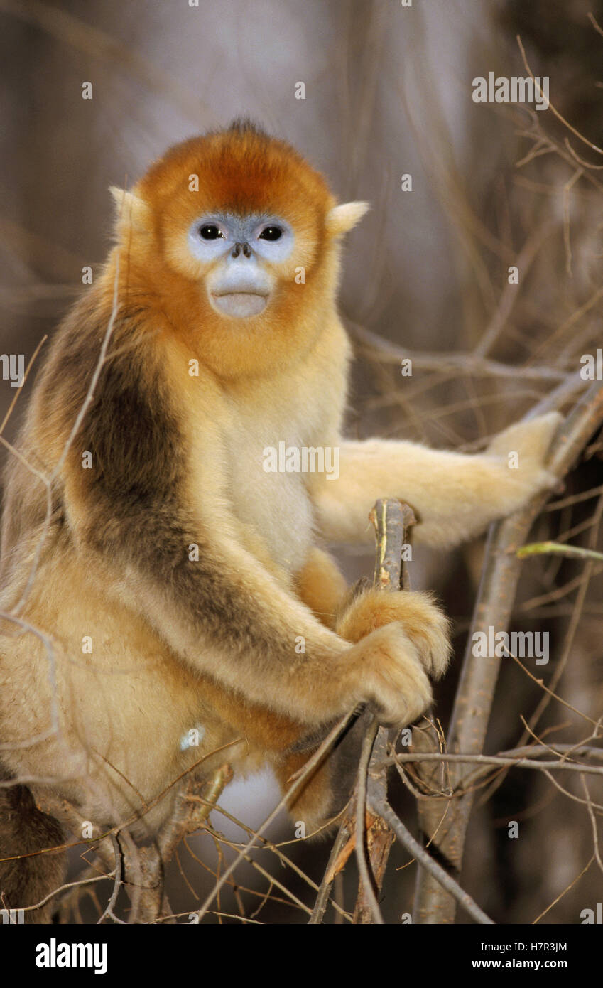Golden Snub-nosed Monkey (Rhinopithecus roxellana) portrait, Wildlife ...