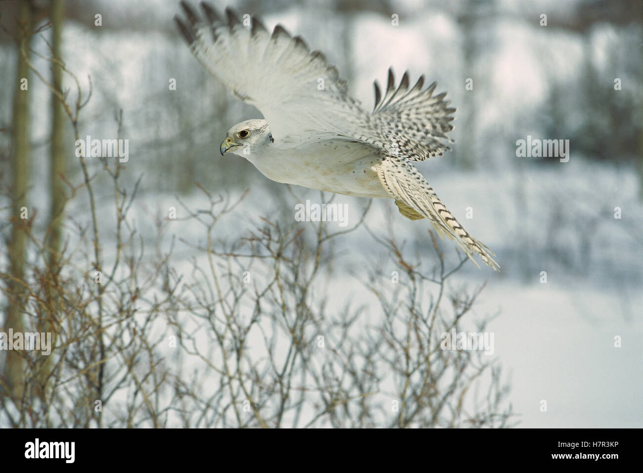 Gyrfalcon (Falco rusticolus) female in white phase flying, North ...