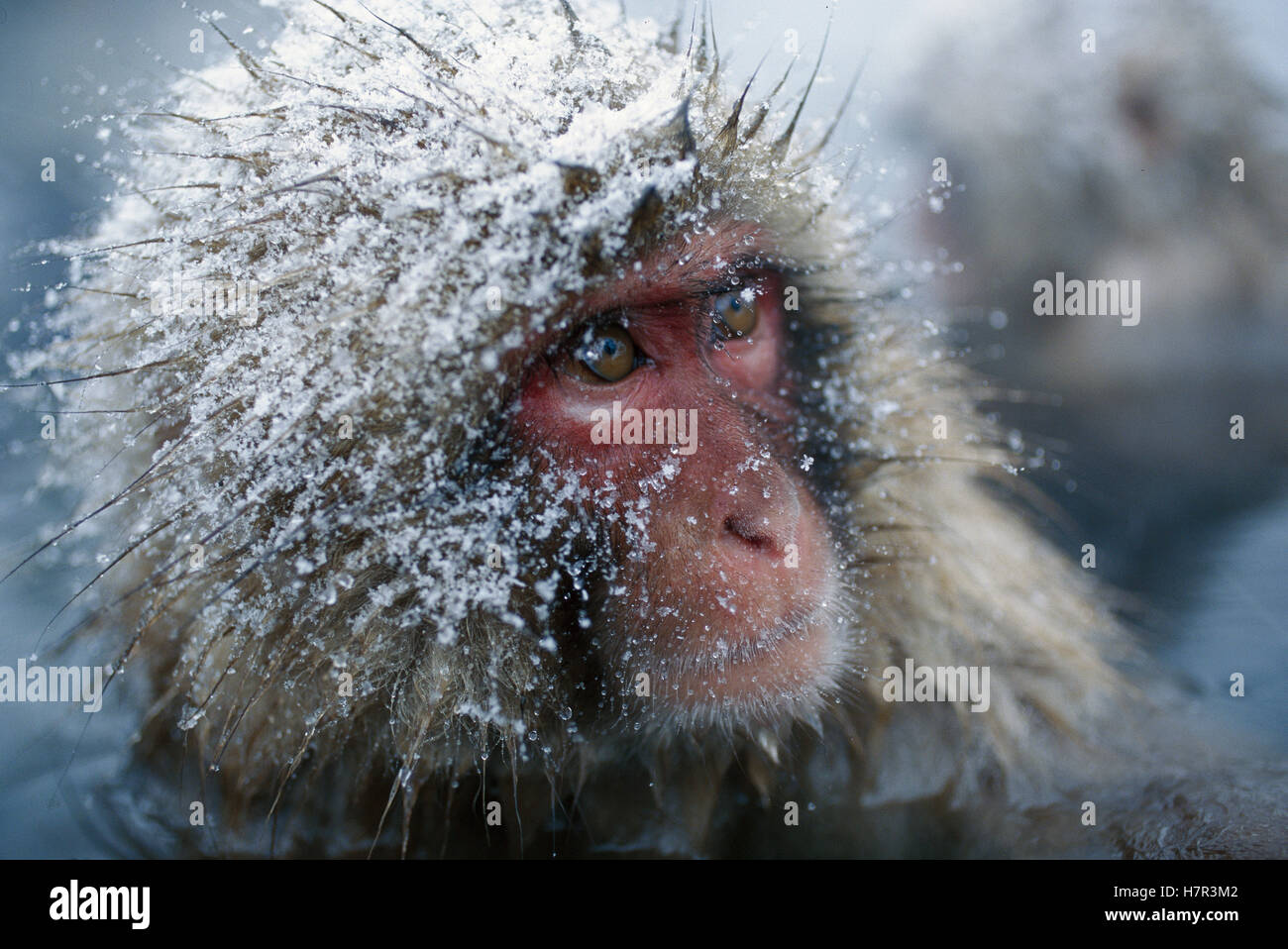 Japanese Macaque (Macaca fuscata) face, hot springs in Japanese Alps ...