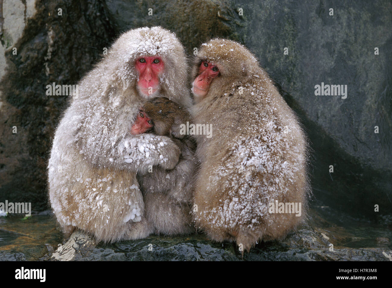 Japanese Macaque (Macaca fuscata) family huddled together for warmth ...