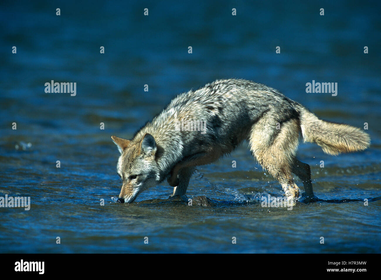 Coyote (Canis latrans) drinking from lake, Alleens Park, Colorado Stock ...