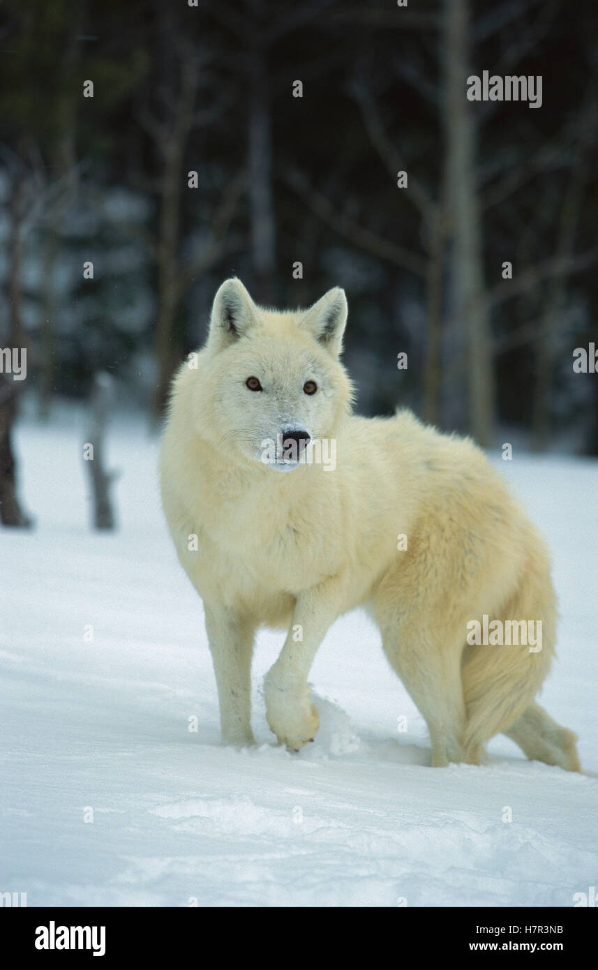 Timber Wolf (Canis lupus), native to North America and Eurasia Stock ...