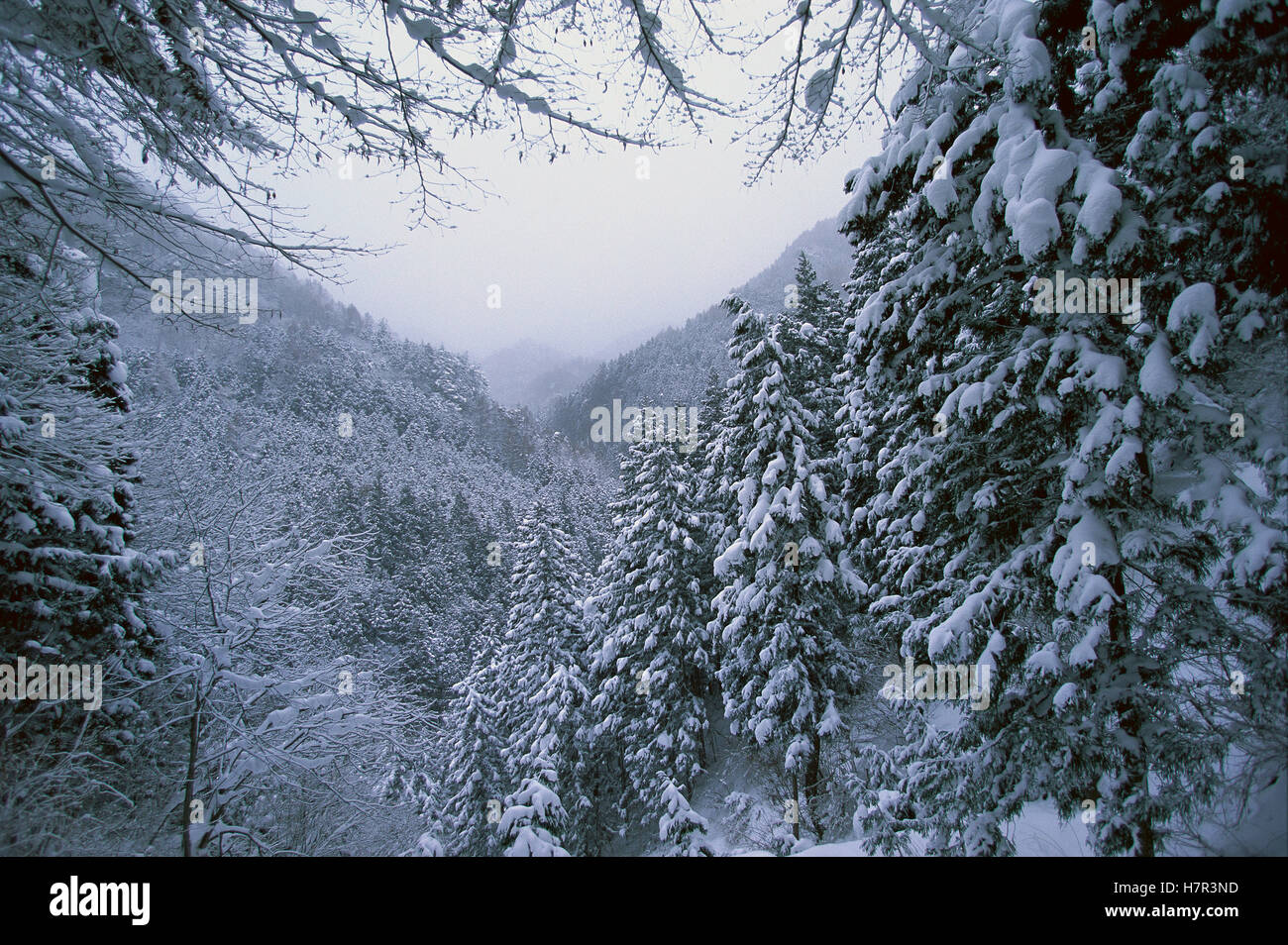 Japanese Cedar (Cryptomeria japonica) snow-covered forest in Japanese ...