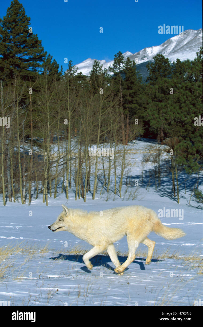 Timber Wolf (Canis lupus) running, native to North America and Eurasia ...