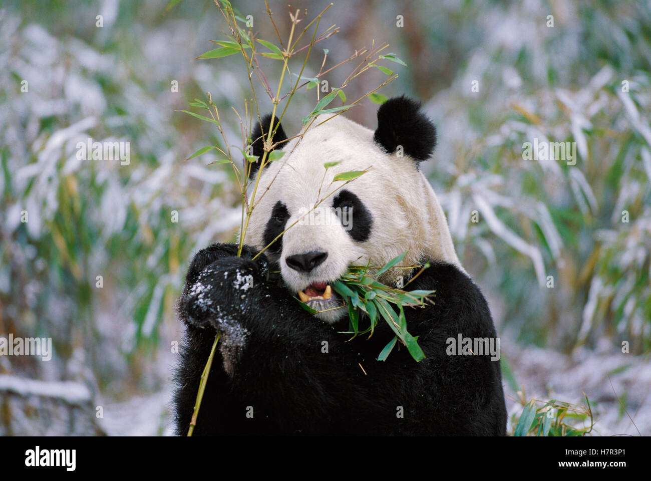 Giant Panda (Ailuropoda melanoleuca) eating bamboo, Wolong Valley ...