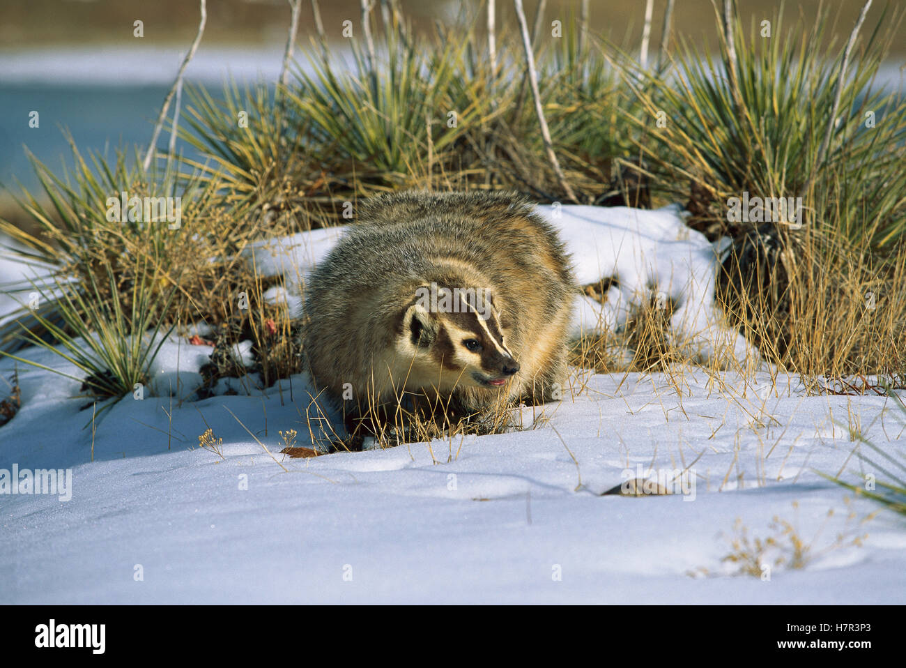 American Badger (Taxidea taxus) adult in snow, North America Stock ...