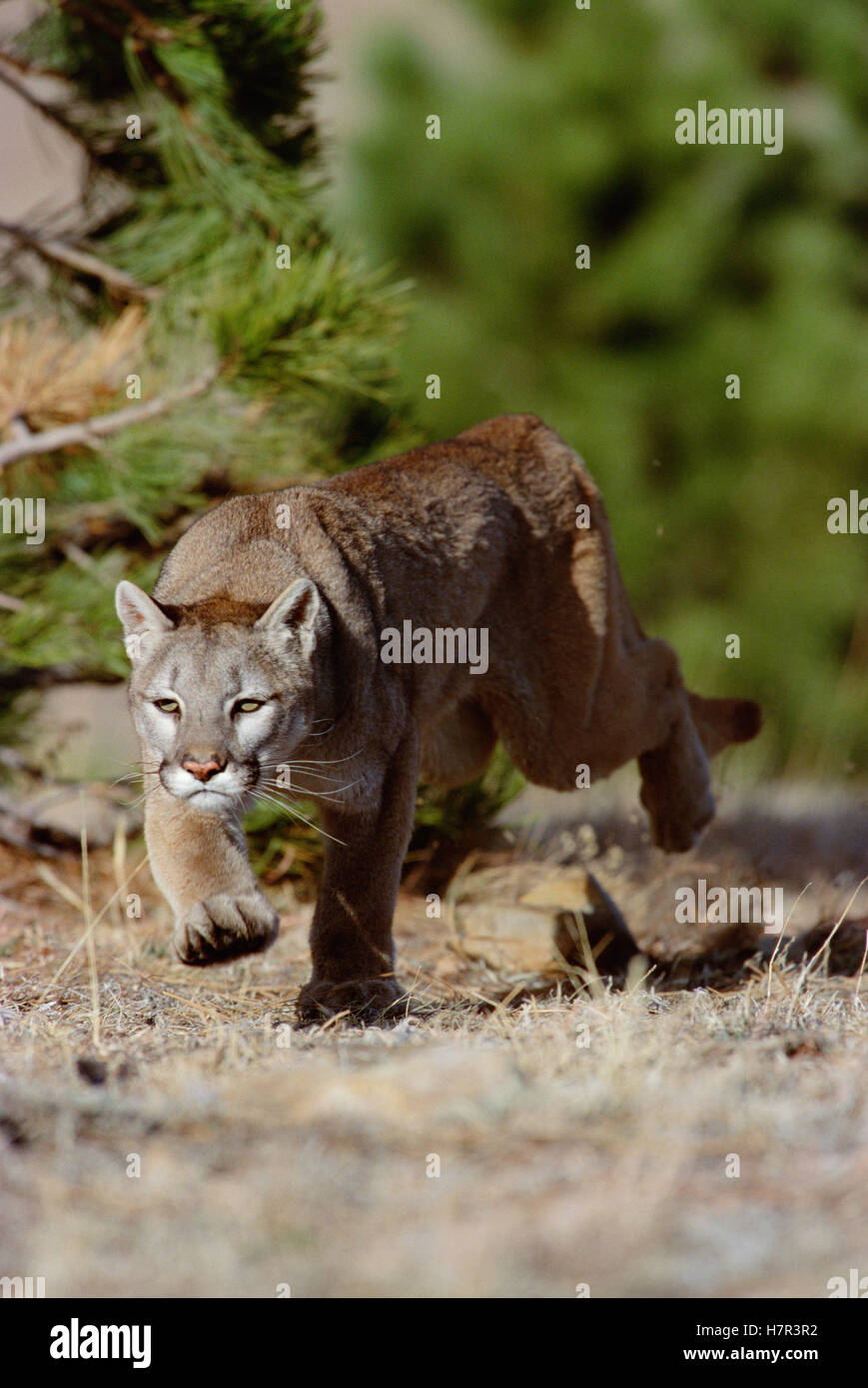 Mountain Lion (Puma concolor) running towards camera, Colorado Stock ...