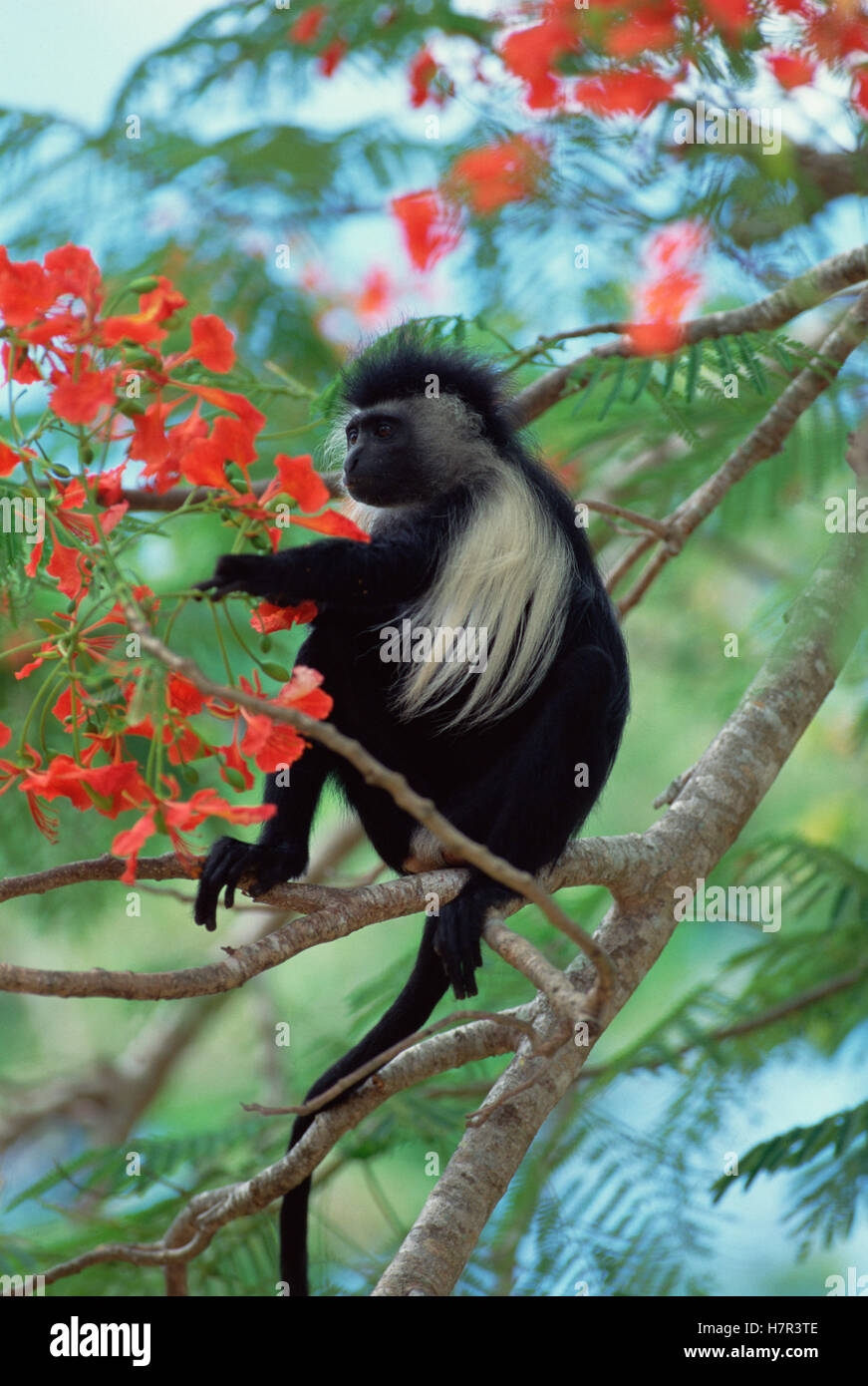 Angolan Colobus (Colobus angolensis) sitting in tree, Africa Stock ...