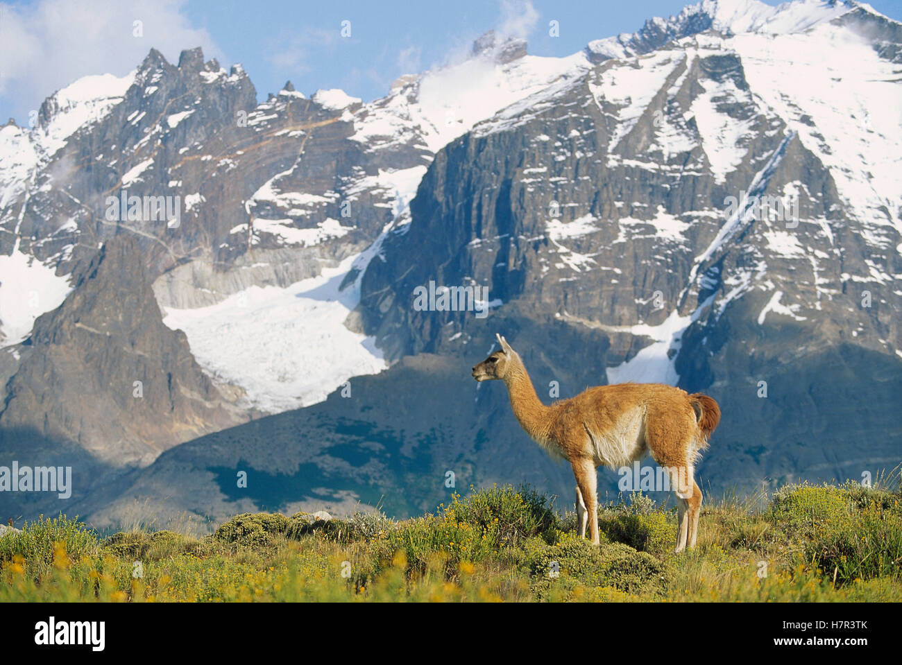 Guanaco (Lama guanicoe) portrait against mountain range, Patagonia ...