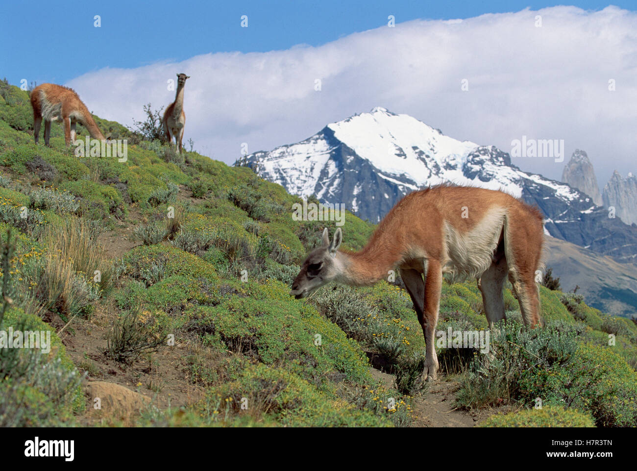 Guanaco (Lama guanicoe) herd grazing on grass with mountain range in ...