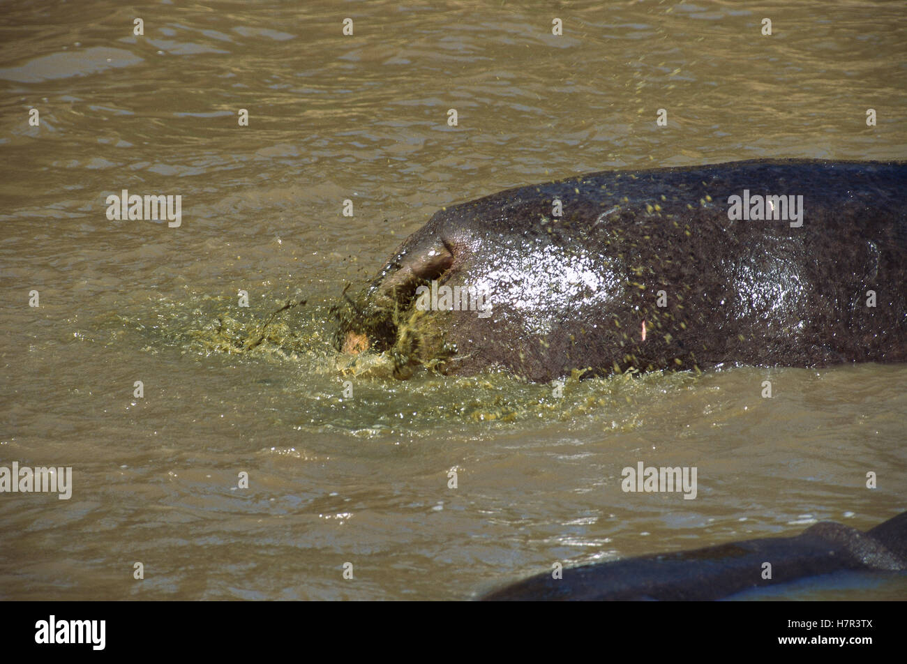 Hippopotamus (Hippopotamus amphibius) defecating in the water, Aquatic ...