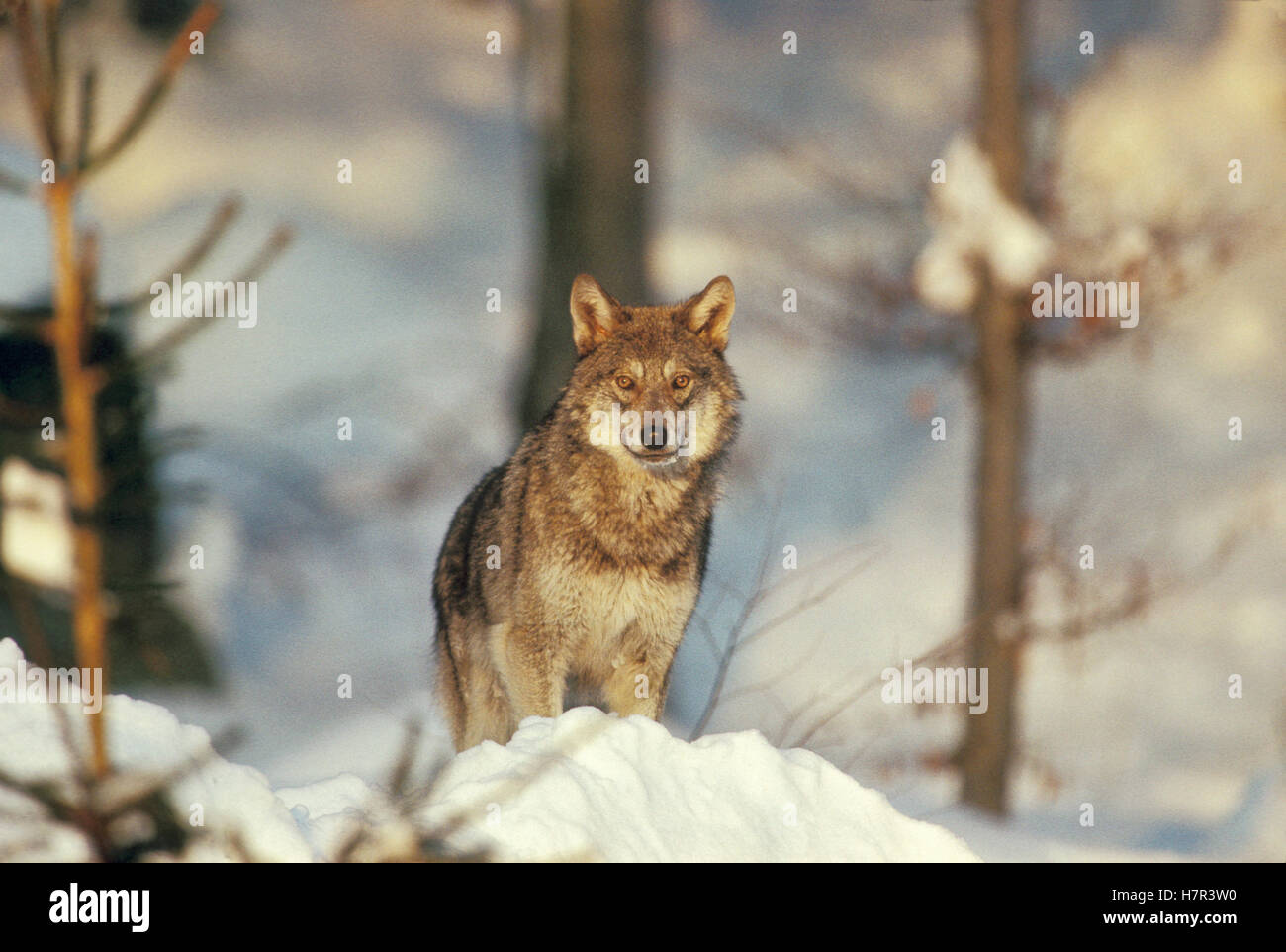 European Wolf (Canis lupus), Europe through Russian Asia Stock Photo ...
