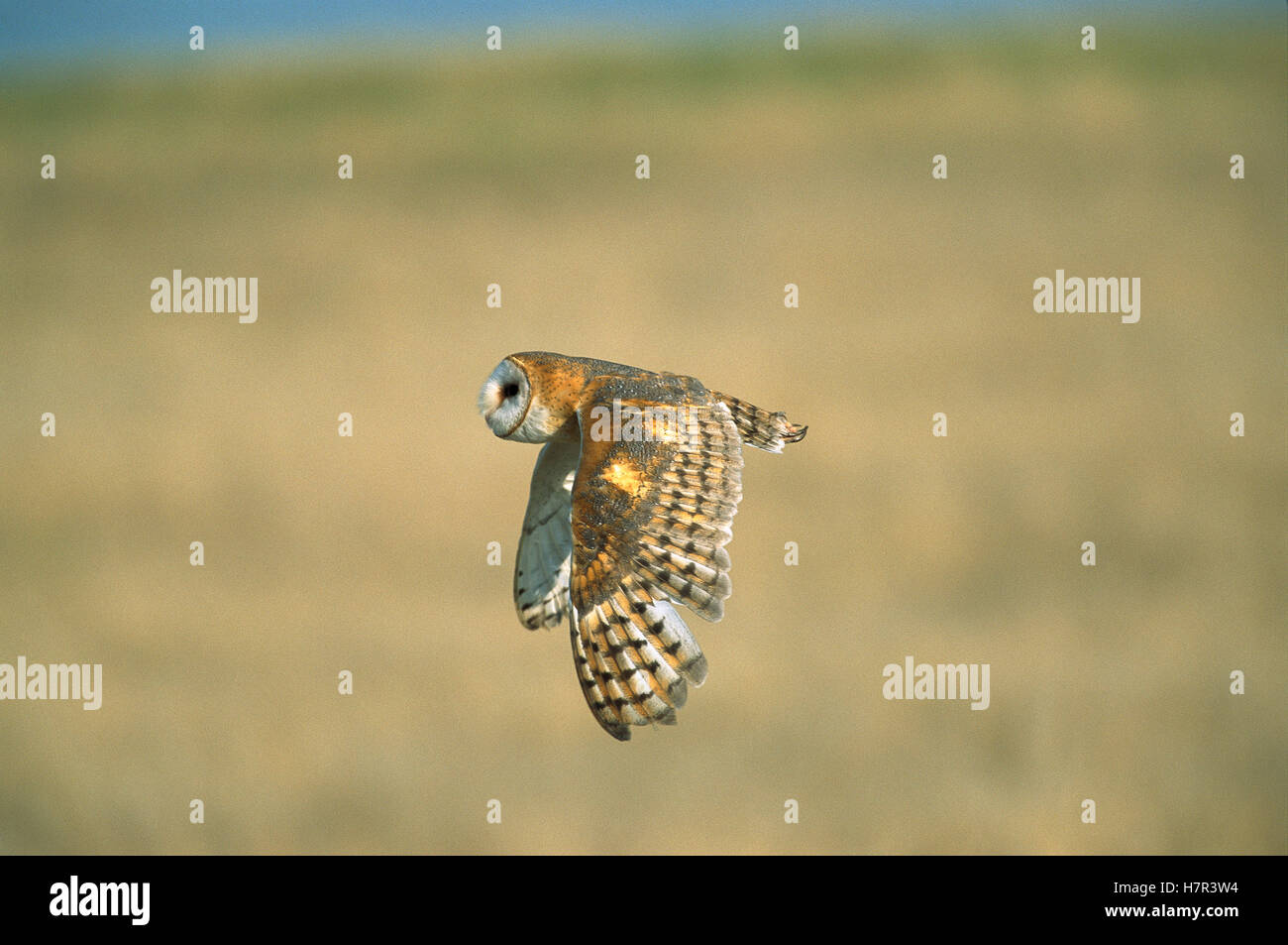 Barn Owl (Tyto alba) flying, North America Stock Photo - Alamy