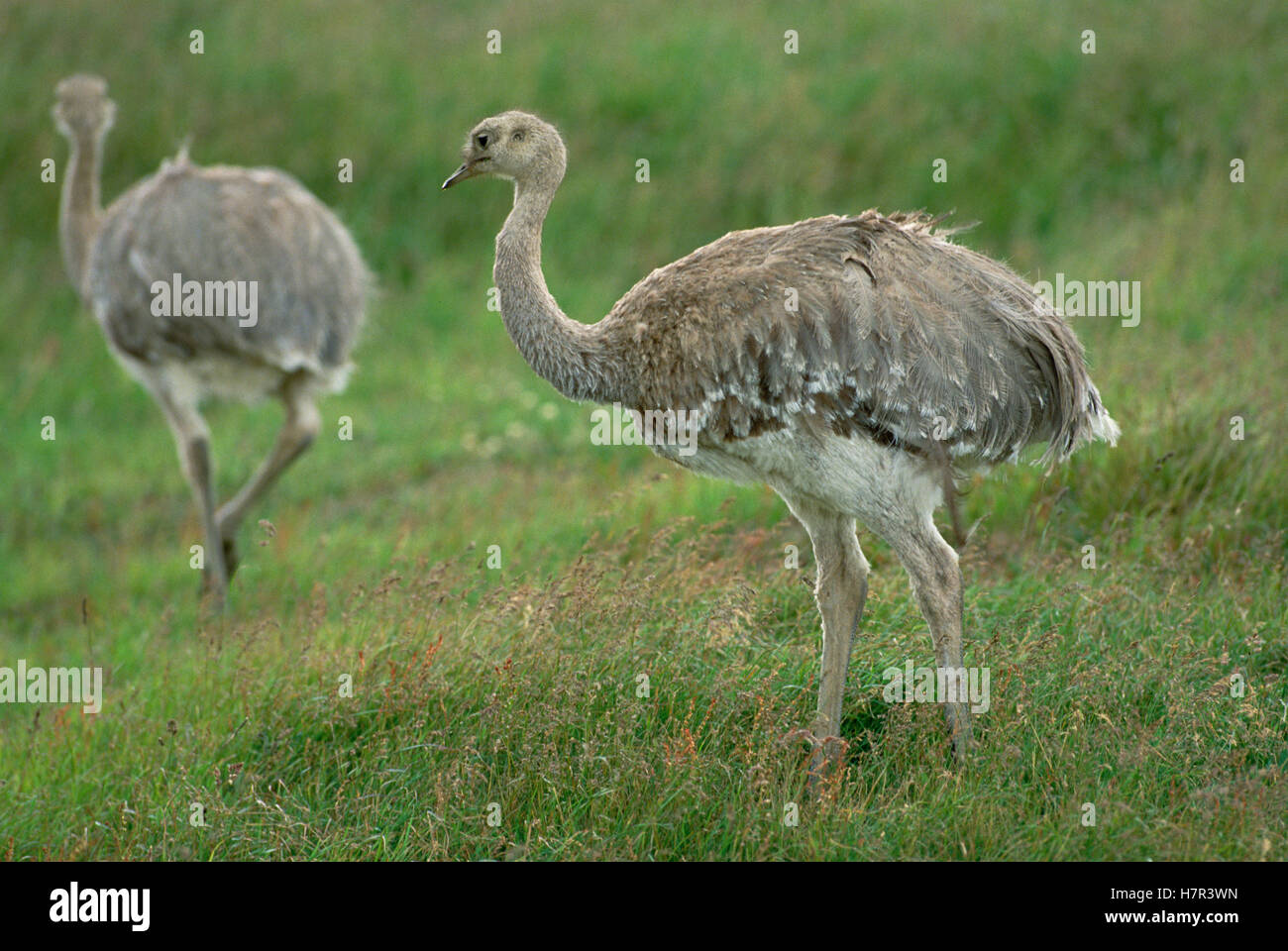Lesser Rhea (Rhea pennata) pair, Patagonia, Argentina Stock Photo - Alamy