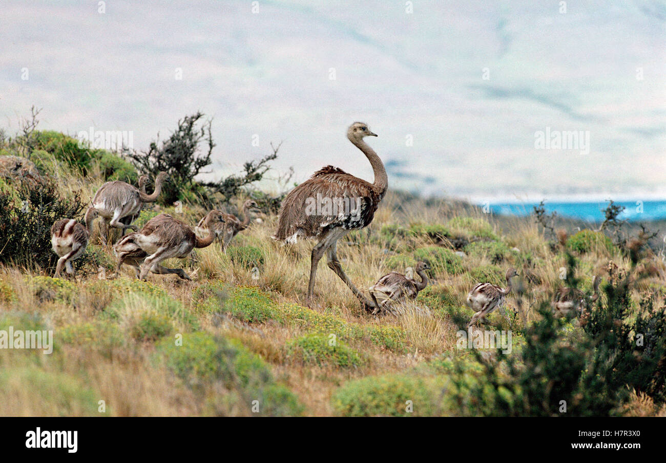 Lesser Rhea (Rhea pennata) with chicks, Peru, Chile, and Argentina ...