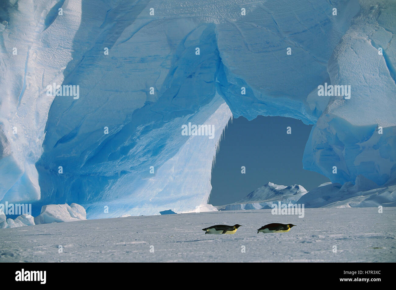 Emperor Penguin (Aptenodytes forsteri) pair tobogganing, Antarctica ...