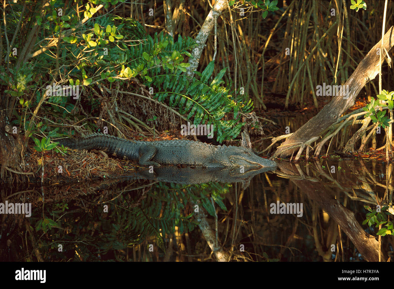 American Alligator (Alligator mississippiensis) in wetland habitat ...