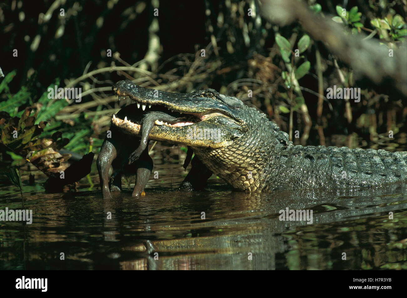 American Alligator (Alligator mississippiensis) with prey, southeastern ...