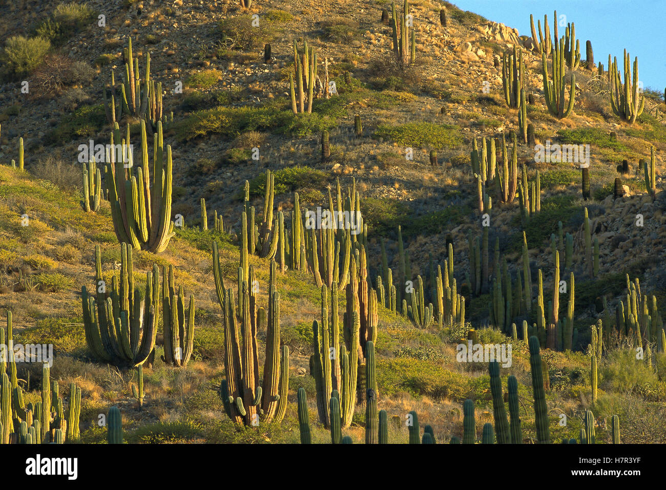 Cardon (Pachycereus pringlei) cactus forest, largest cacti in the world ...