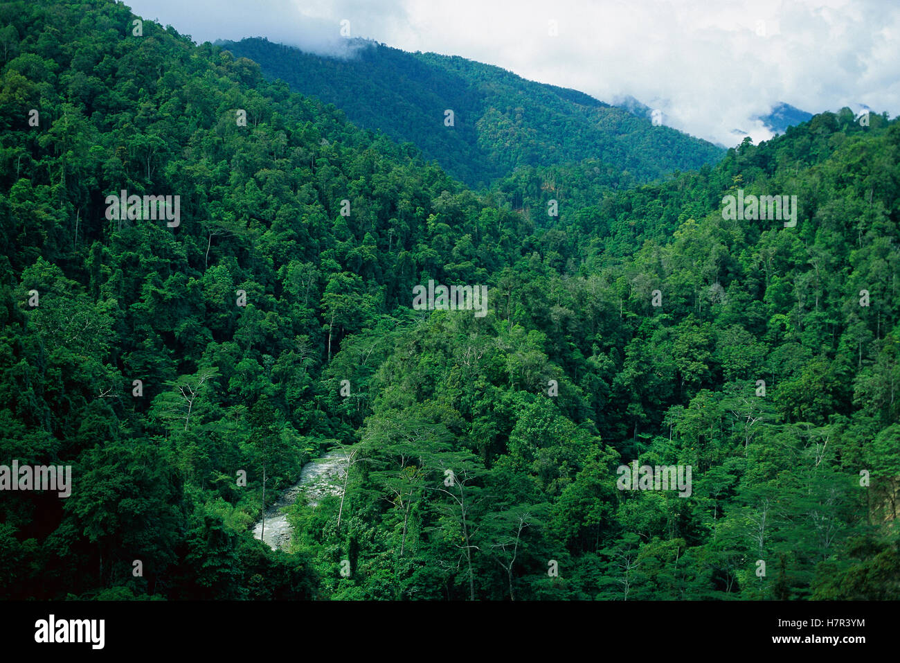 Mixed lowland tropical rainforest vegetation, Arfak Mountains, Irian ...