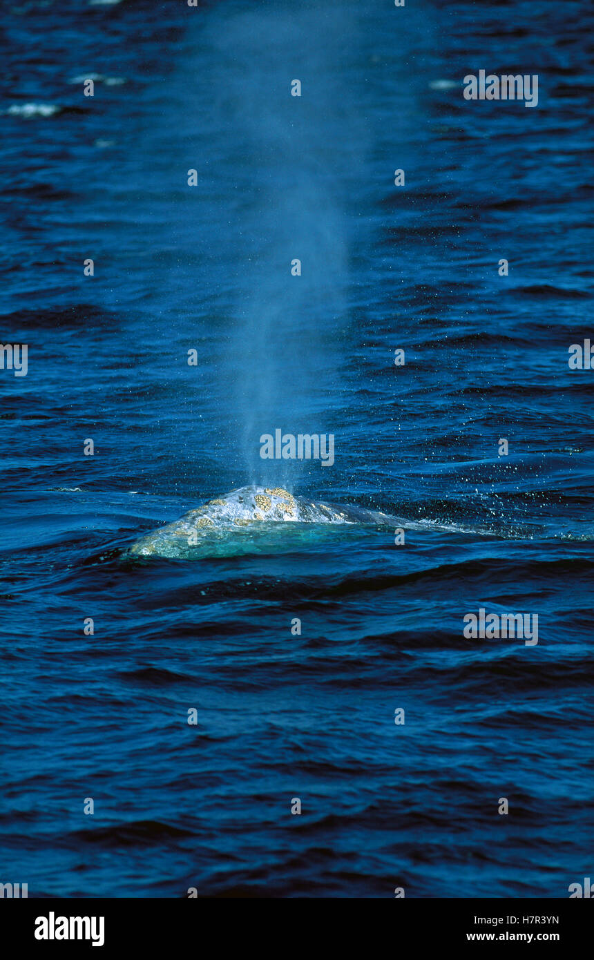 Gray Whale (Eschrichtius robustus) baby breathing at surface, pelagic ...