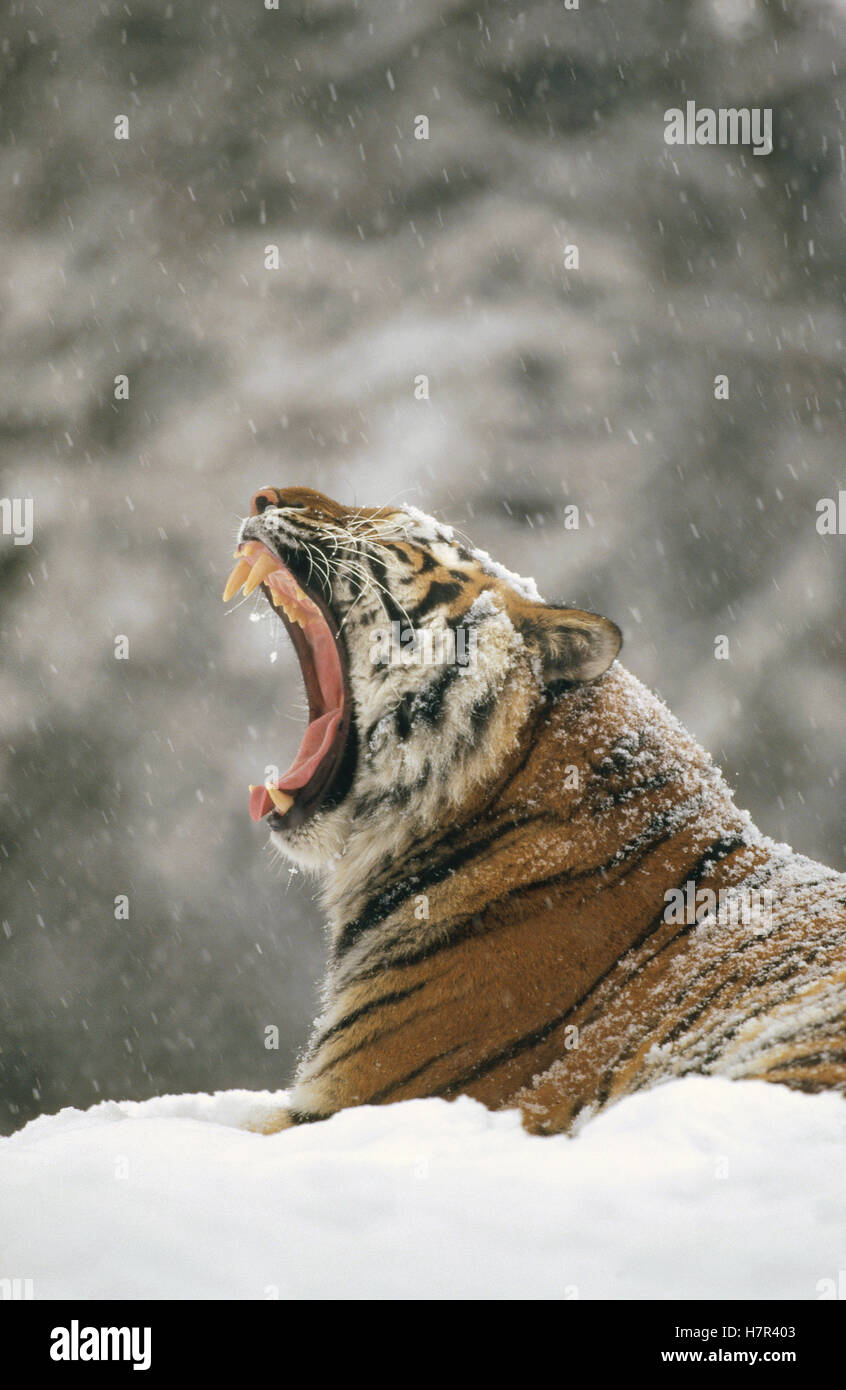Siberian Tiger (Panthera tigris altaica) yawning in snow storm ...