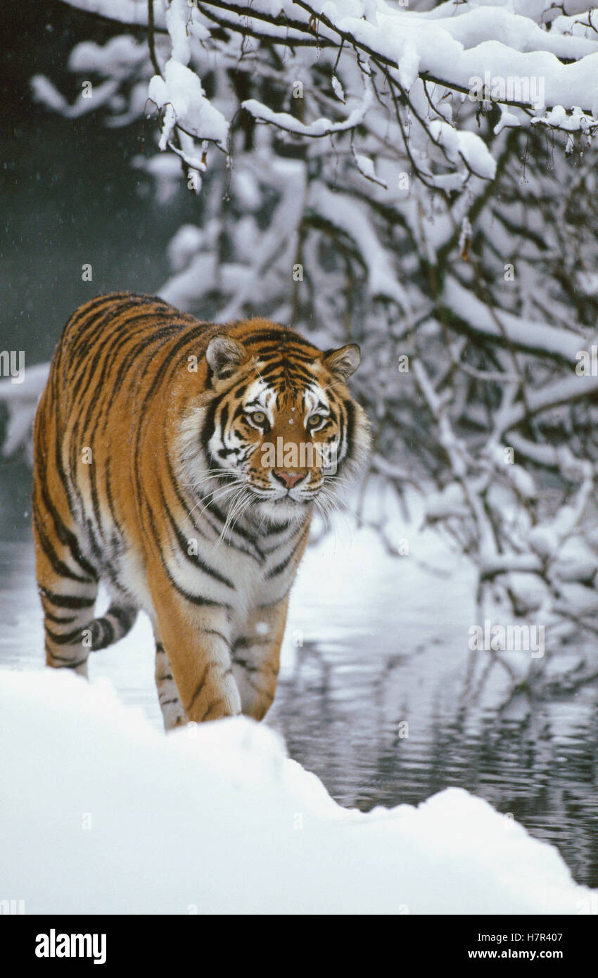 Siberian Tiger (Panthera tigris altaica) walking in snow, Siberian Tiger Park, Harbin, China ...