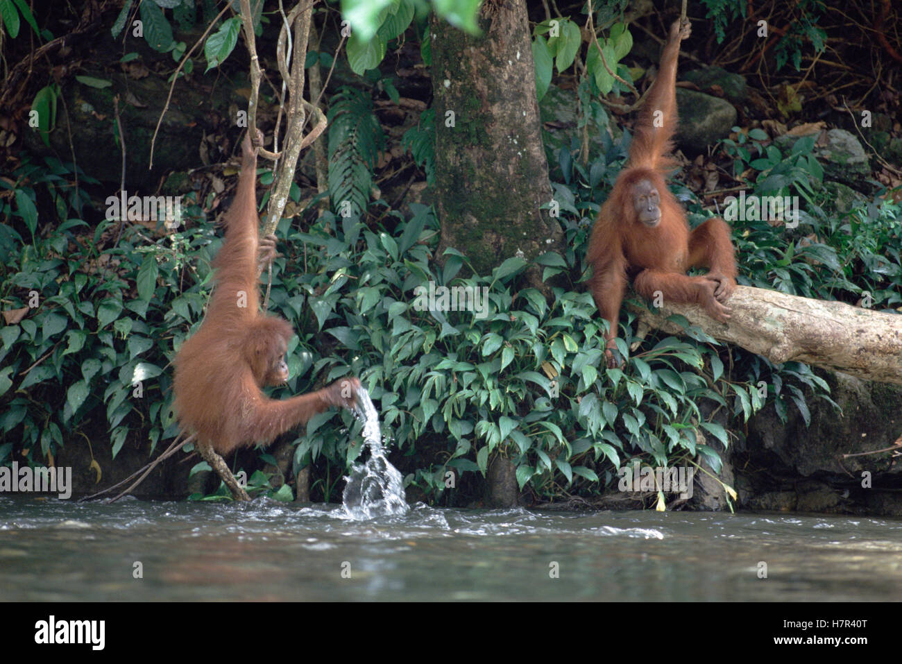 Orangutan (Pongo pygmaeus) pair playing with water, Gunung Leuser ...